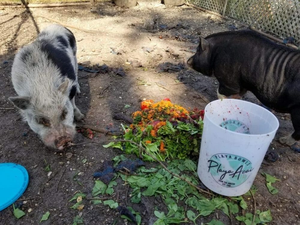 8 Ways To Reuse a Playa Acai Tub – Playa Bowls